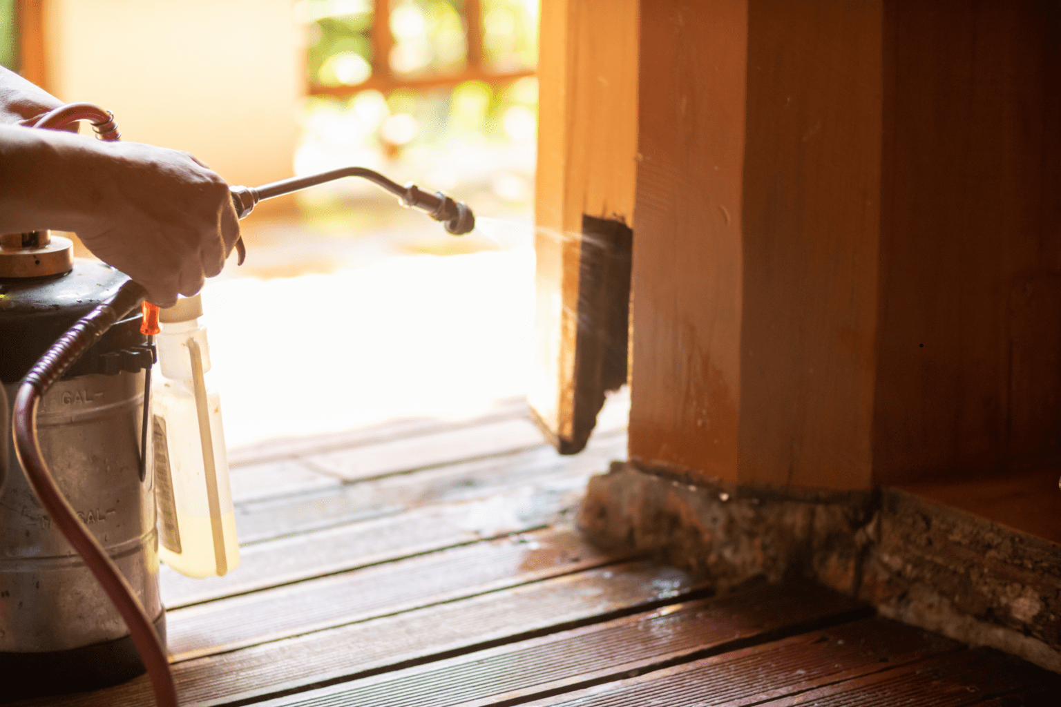 Emergency Pest Control: What to Do When an Infestation Hits Fast